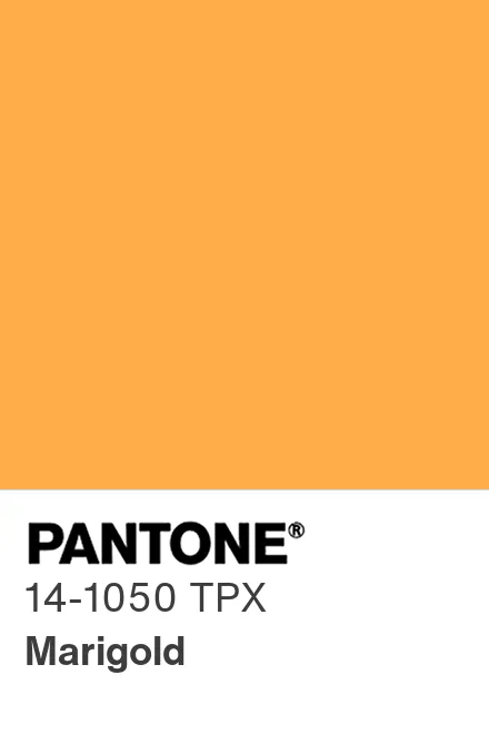 PANTONE 14-1050 TPG Marigold - Pantone色号库|Pantone潘通中国官网