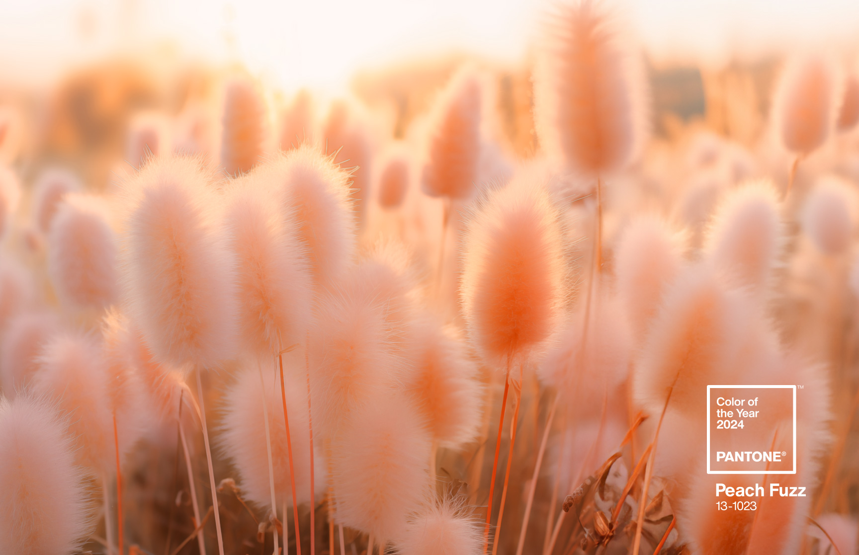 Pantone Color of the Year / Wallpaper|Pantone潘通中国官网